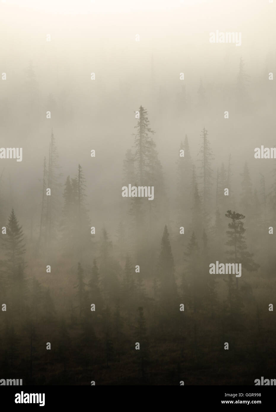 Sitka spruce forest hi-res stock photography and images - Alamy