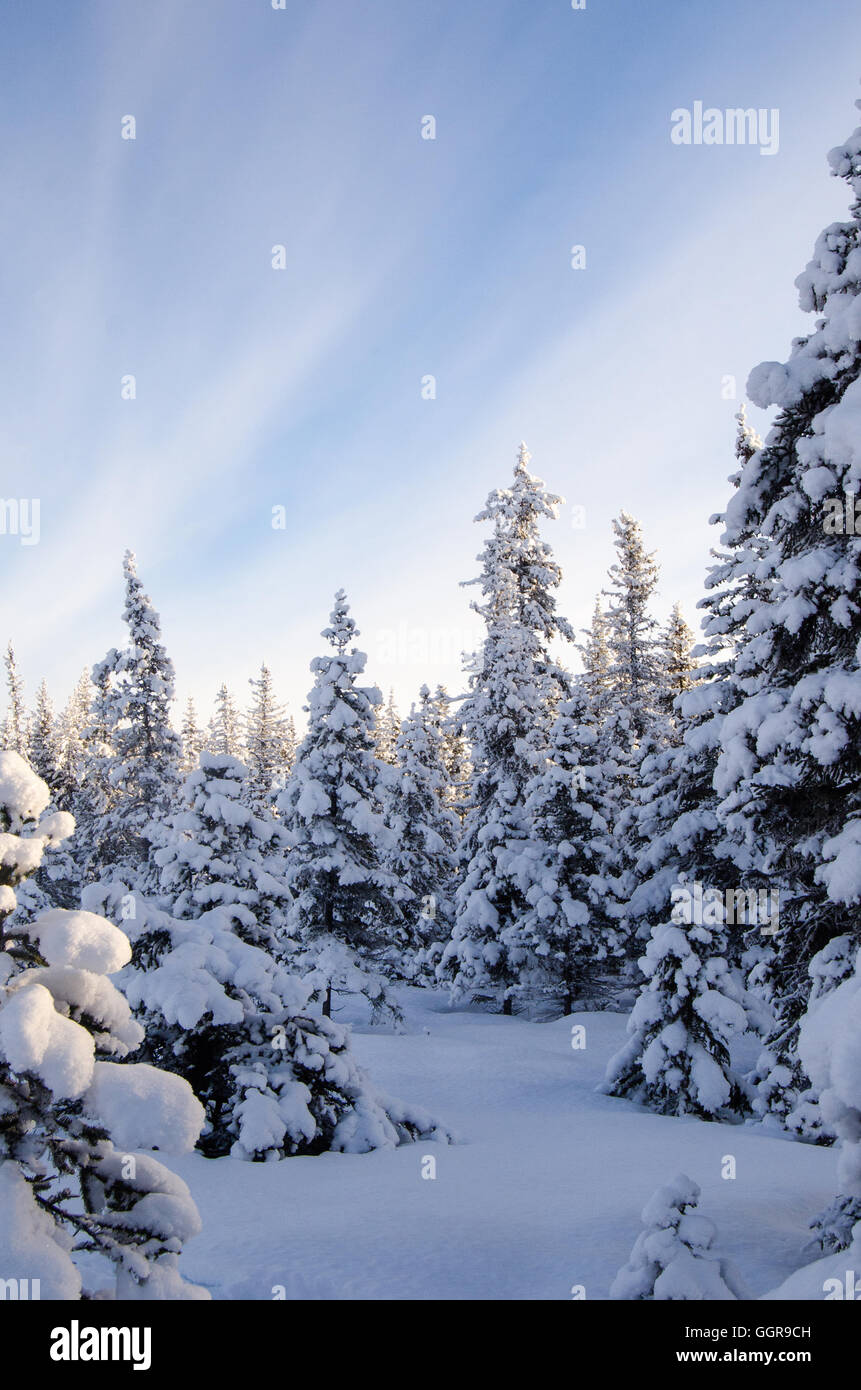 Snow covered meadow hi-res stock photography and images - Alamy