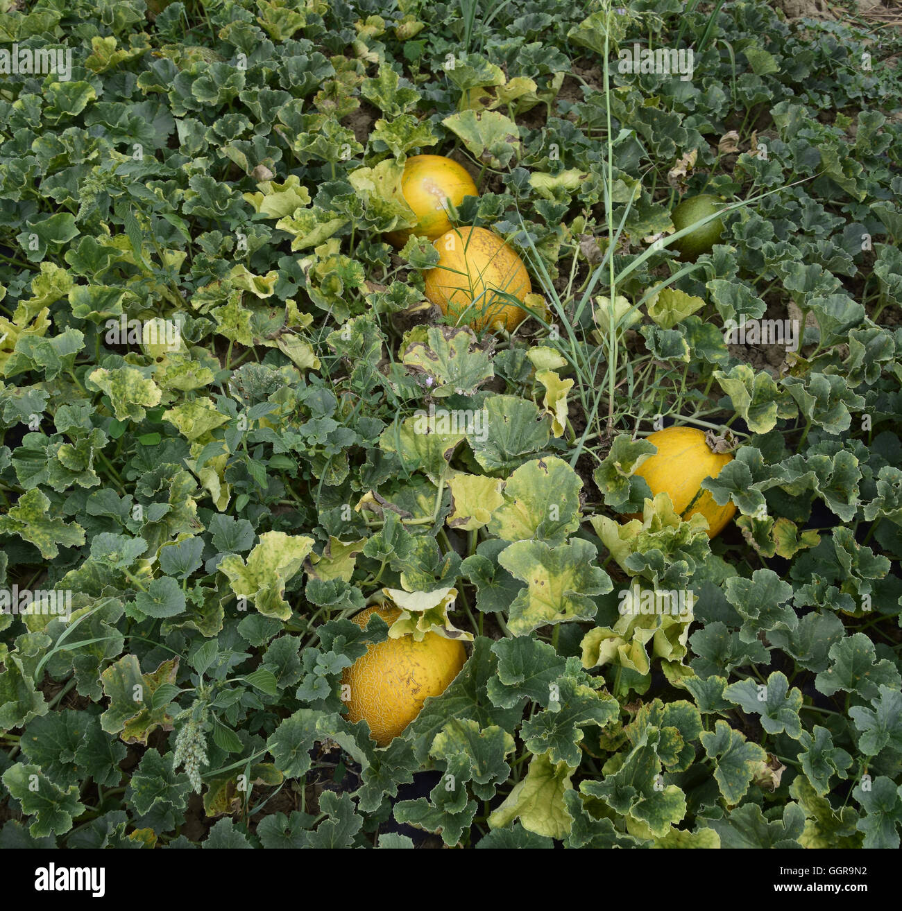 The growing melon in the field. Cultivation of melon cultures Stock ...