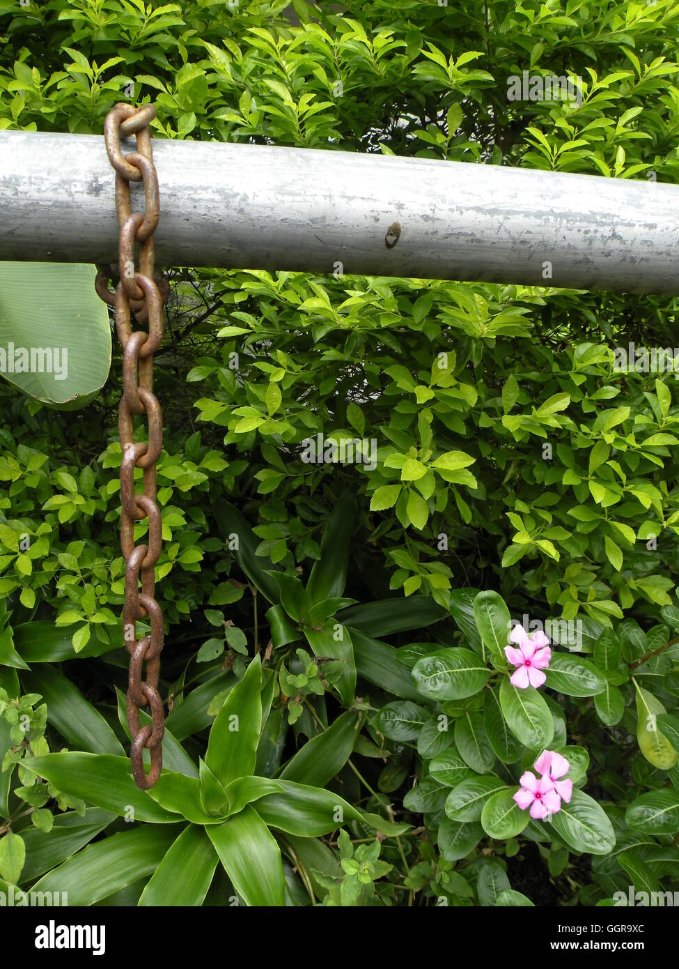 Vine Leaves Rusty Fence High Resolution Stock Photography and Images ...