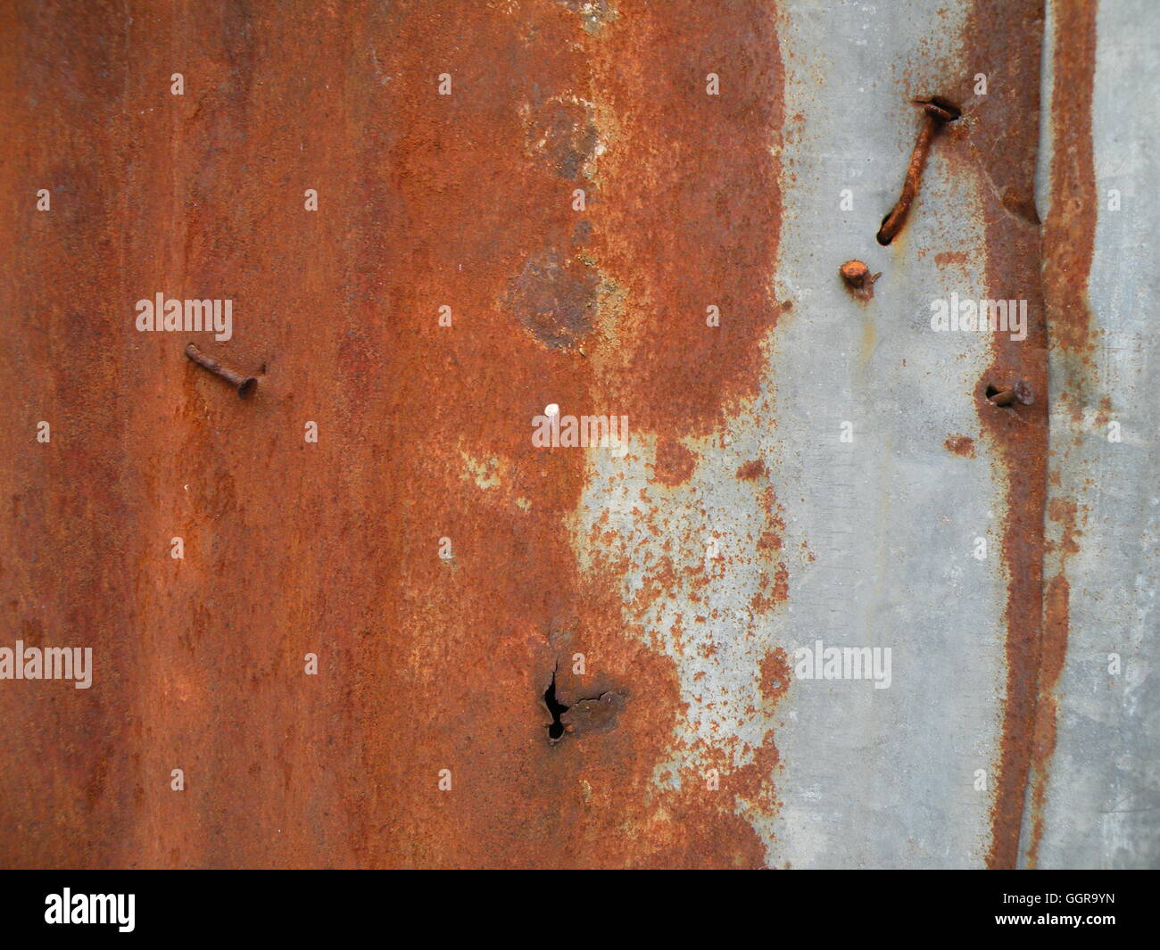 Section of old rusty sheet metal adorned with bent over nails Stock ...