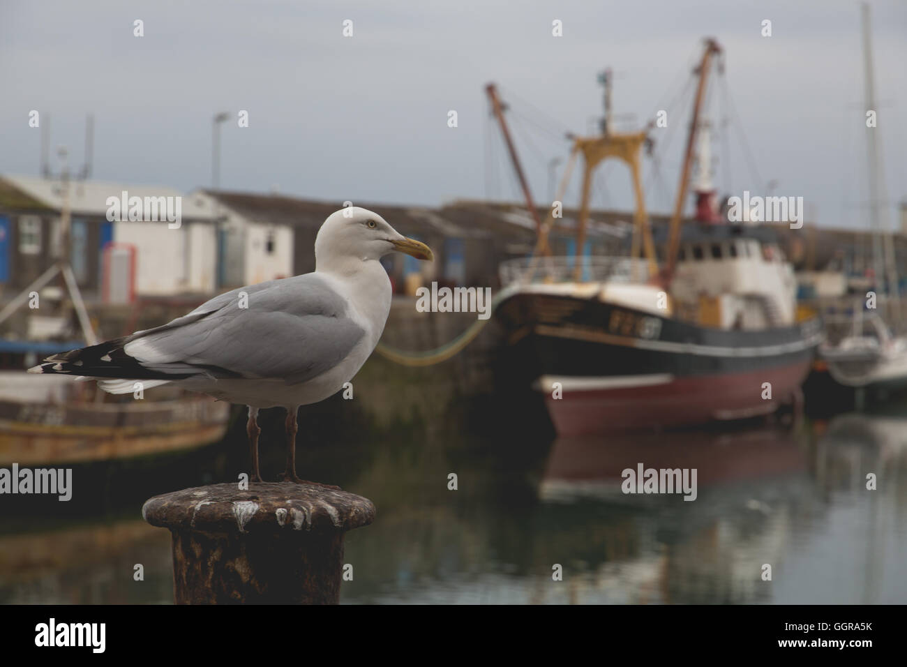 Seagull at the Penzance fish market, Cornwall Stock Photo - Alamy