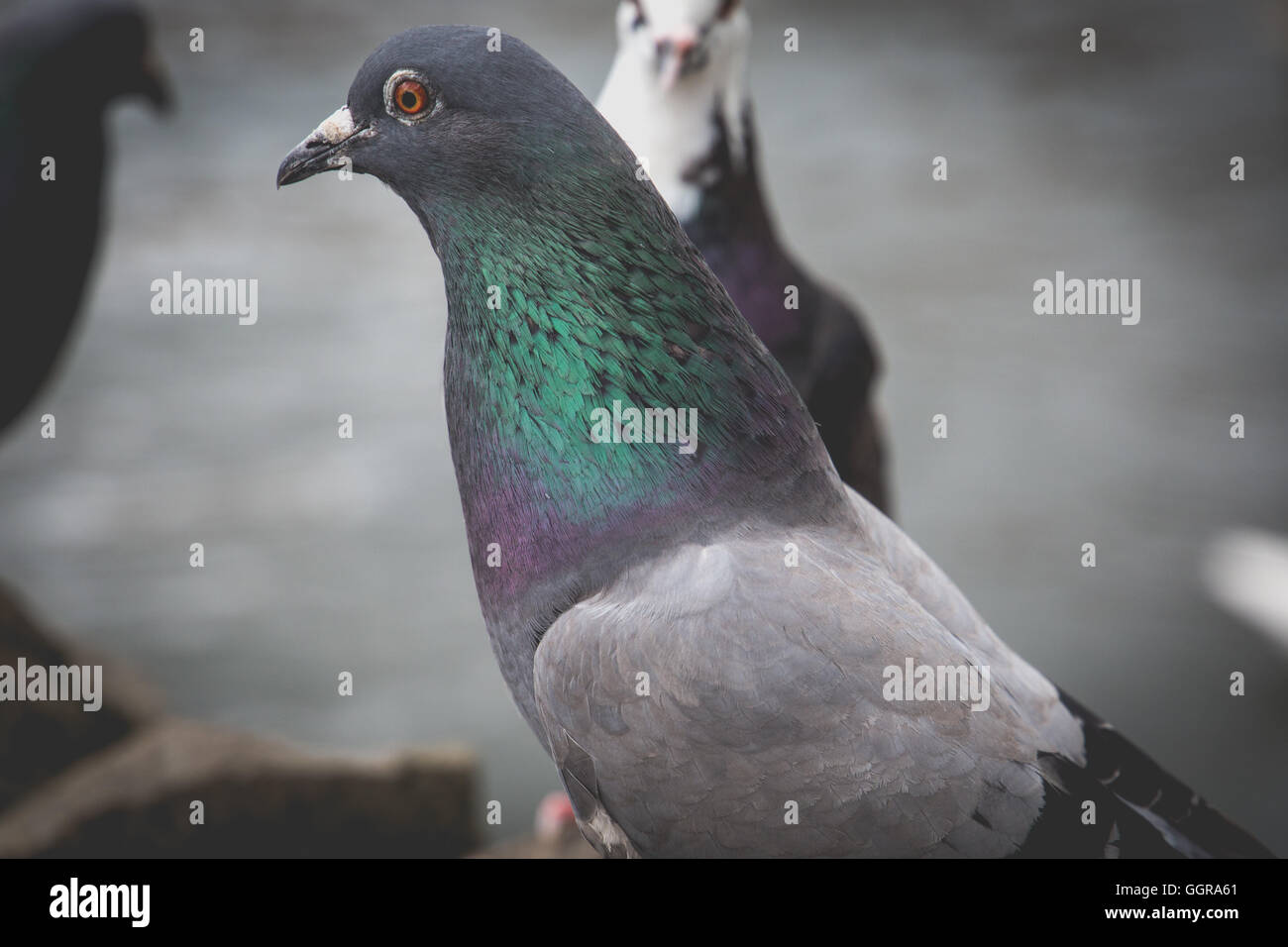 Closeup pigeon hi-res stock photography and images - Alamy
