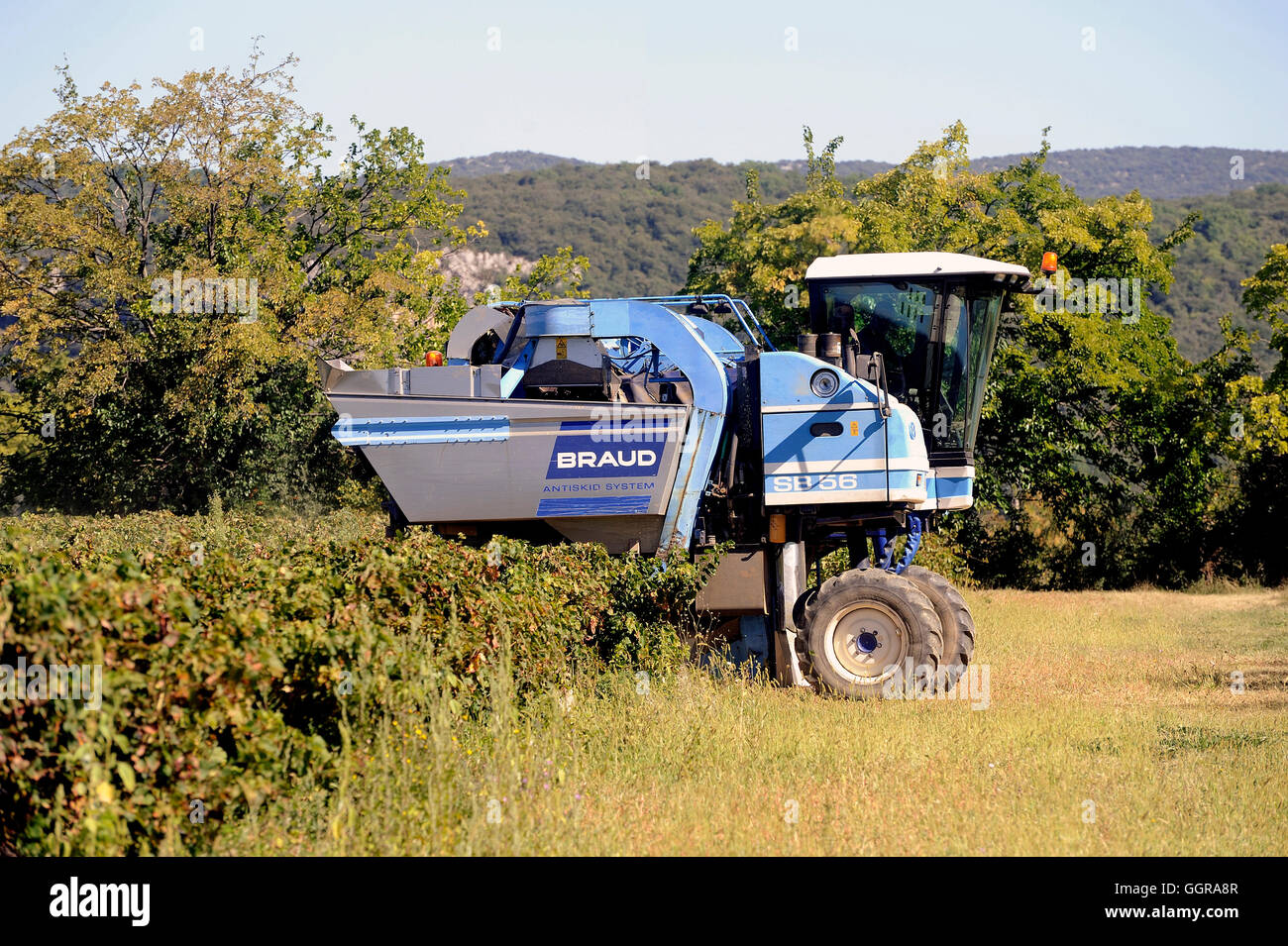 The harvest with machines to harvest the grapes in France in the ...