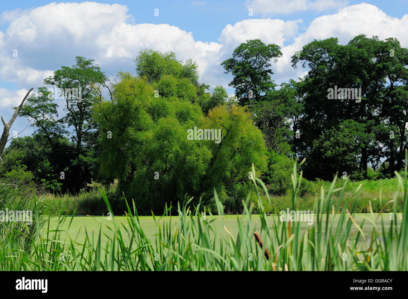Green marsh grasses hi-res stock photography and images - Alamy