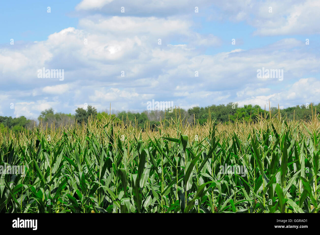 Illinois cornfield on a summers day Stock Photo - Alamy