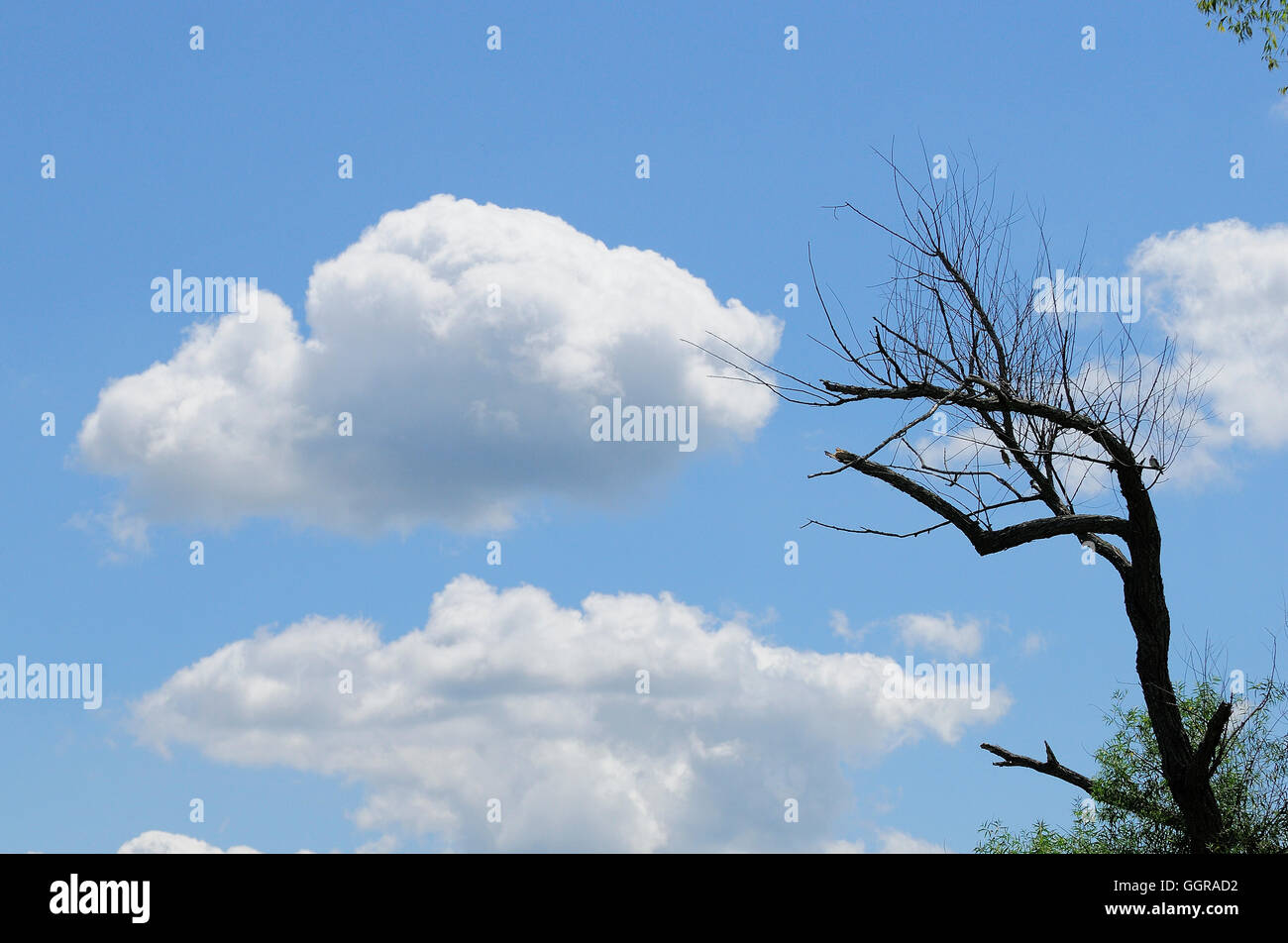 Barren tree branch pointing at cloud Stock Photo - Alamy