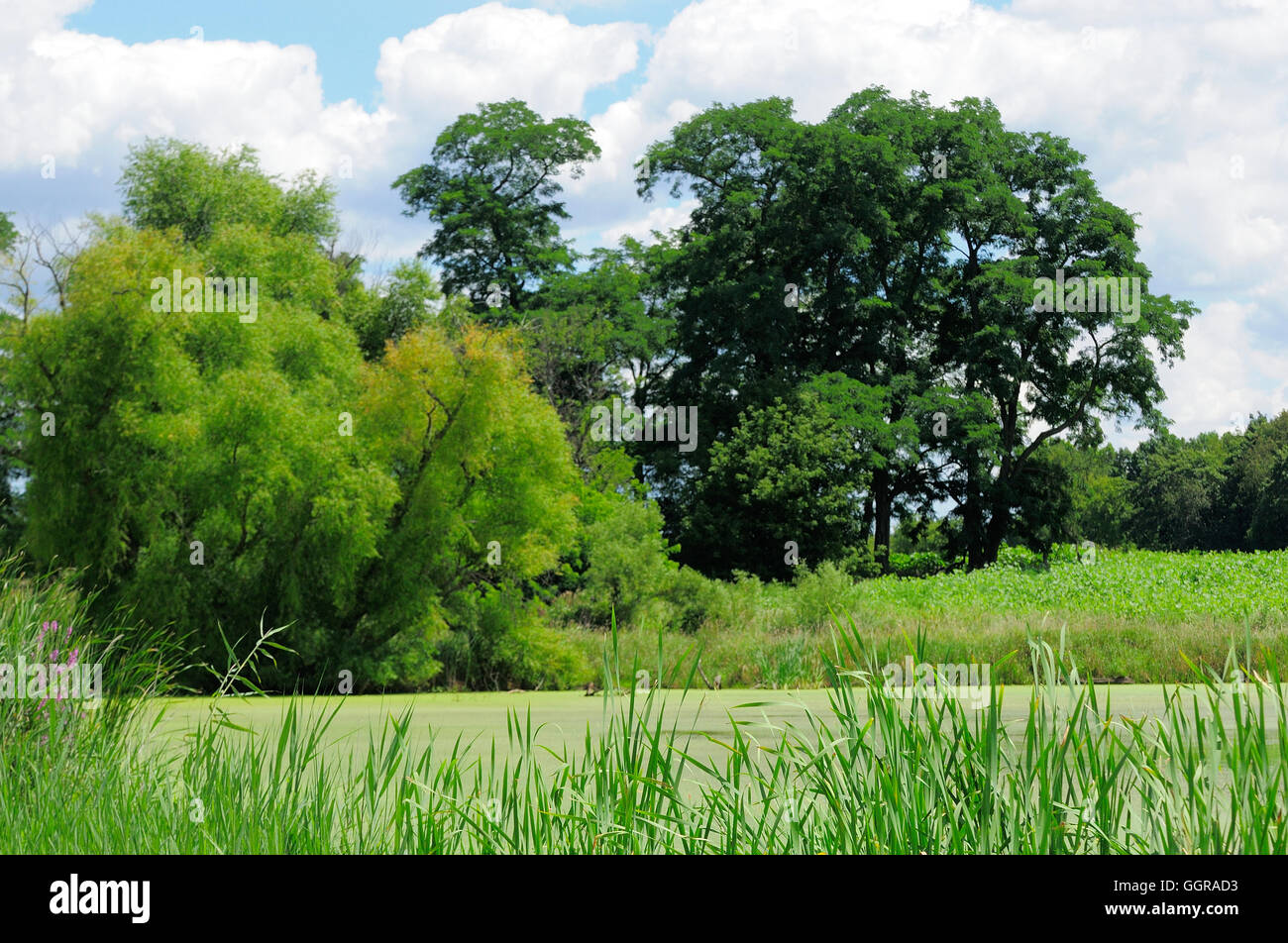 Lowland marsh next to farmland Stock Photo - Alamy