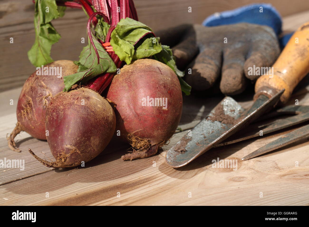 Beetroot on a fork hi-res stock photography and images - Alamy