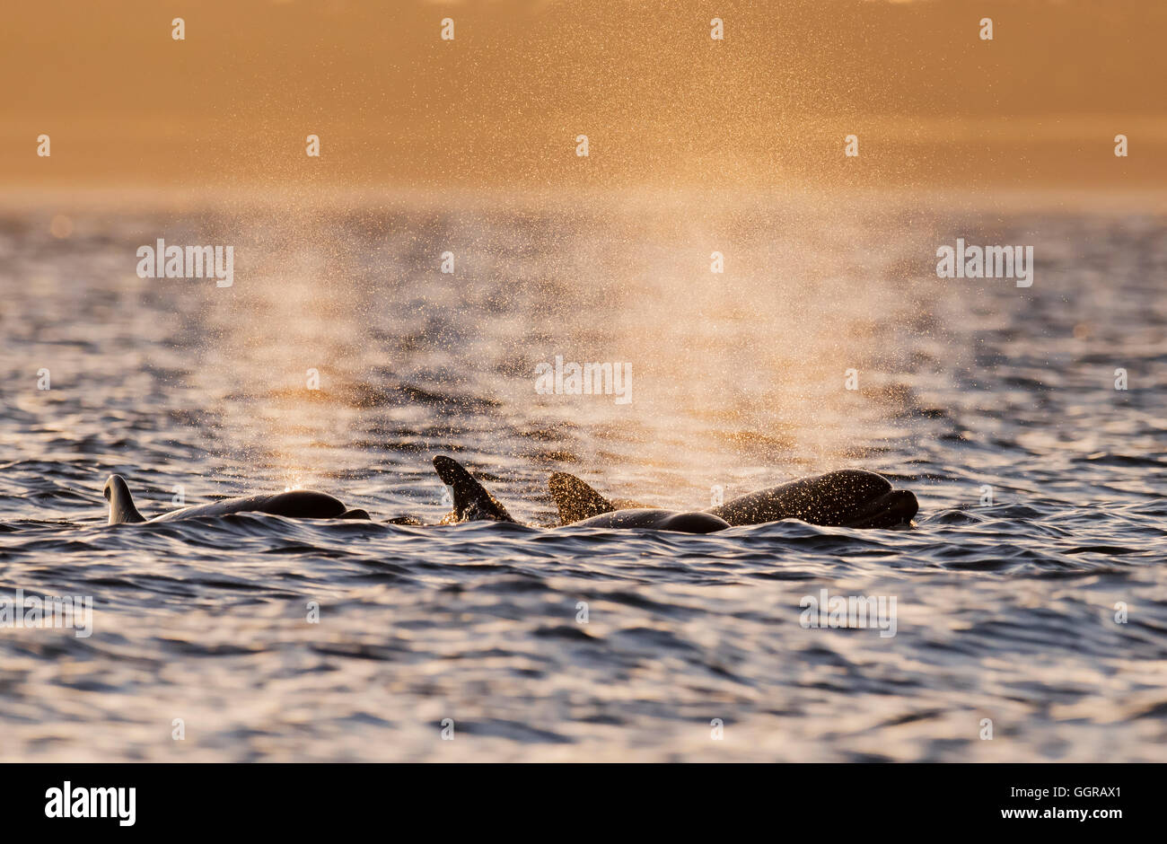 Group bottlenose dolphins tursiops truncatus hi-res stock photography and images - Alamy