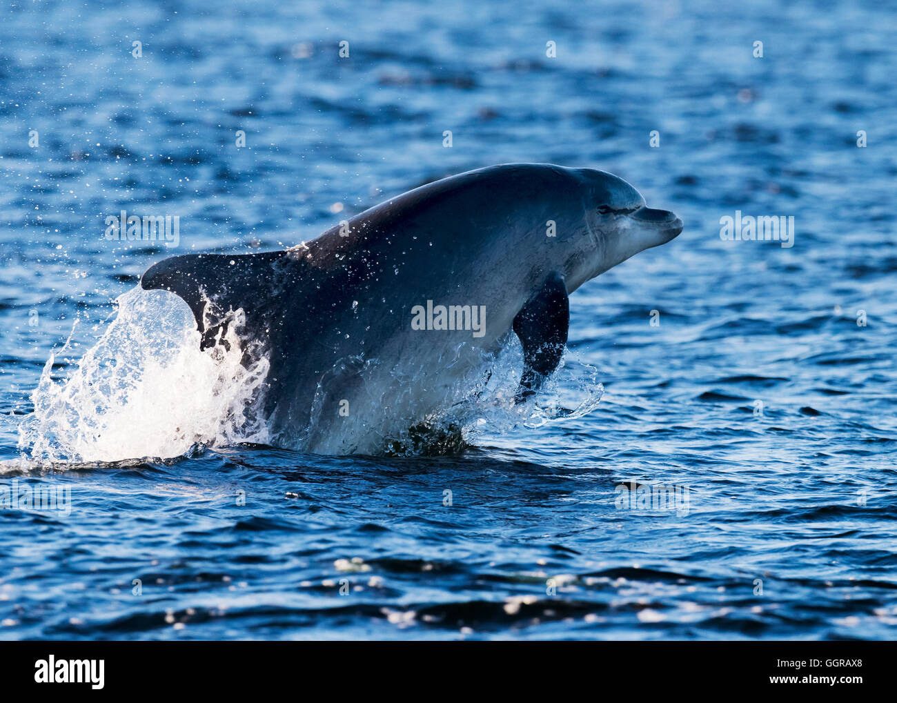 Bottlenose dolphins black sea hi-res stock photography and images - Alamy