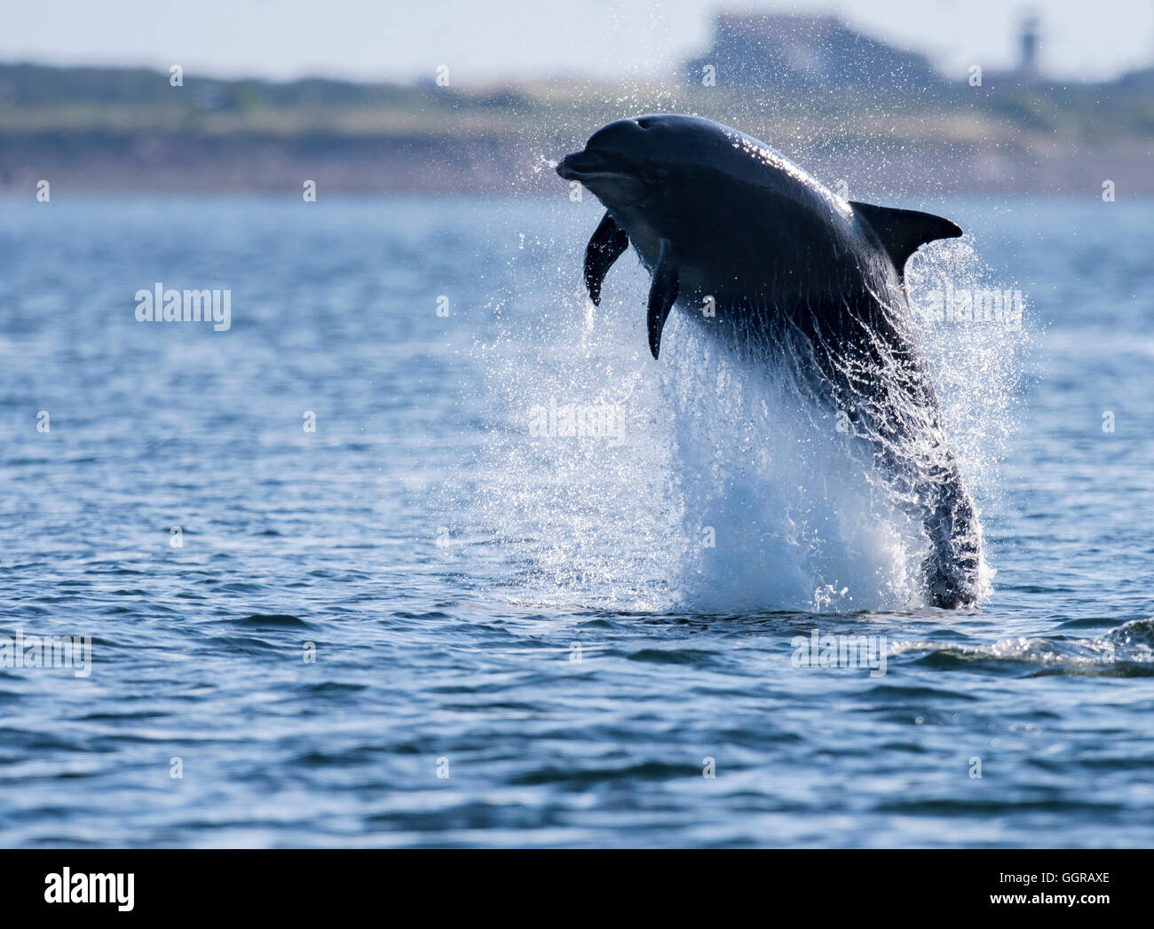 Moray firth dolphins hi-res stock photography and images - Alamy