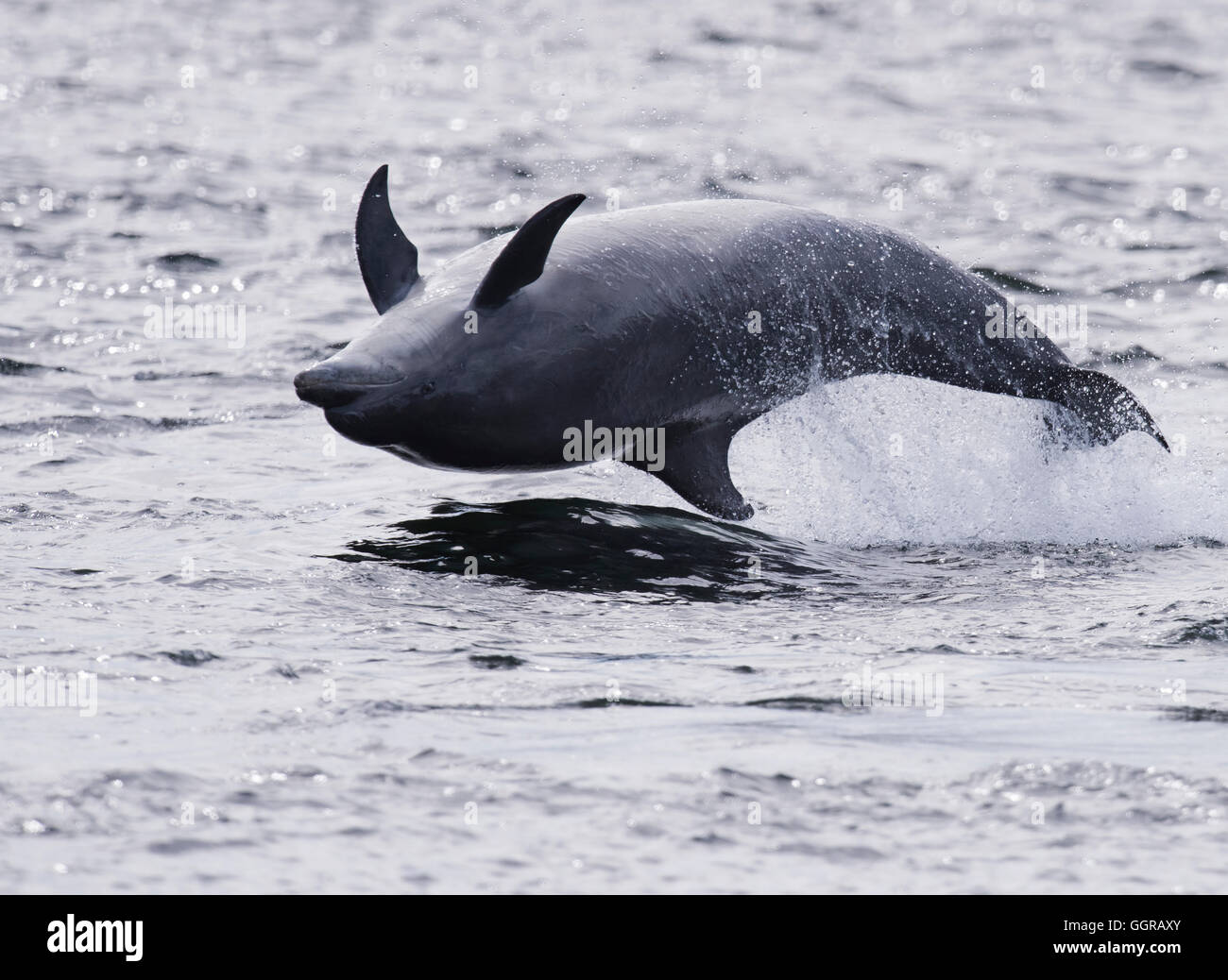 Bottlenose Dolphin (Tursiops truncatus) breaching at Chanonry Point ...