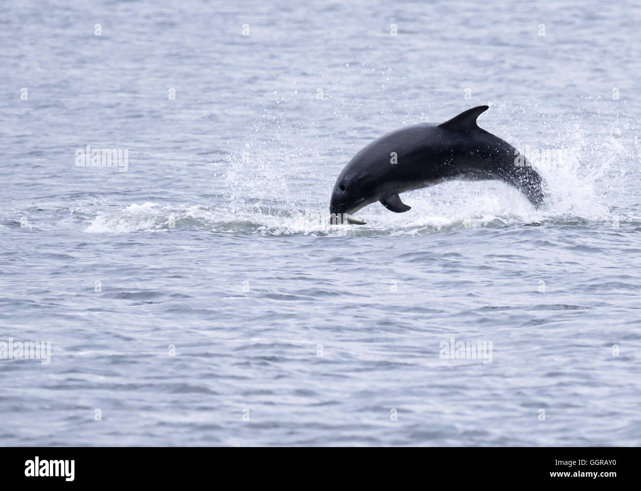 Dolphin hunting fish hi-res stock photography and images - Alamy