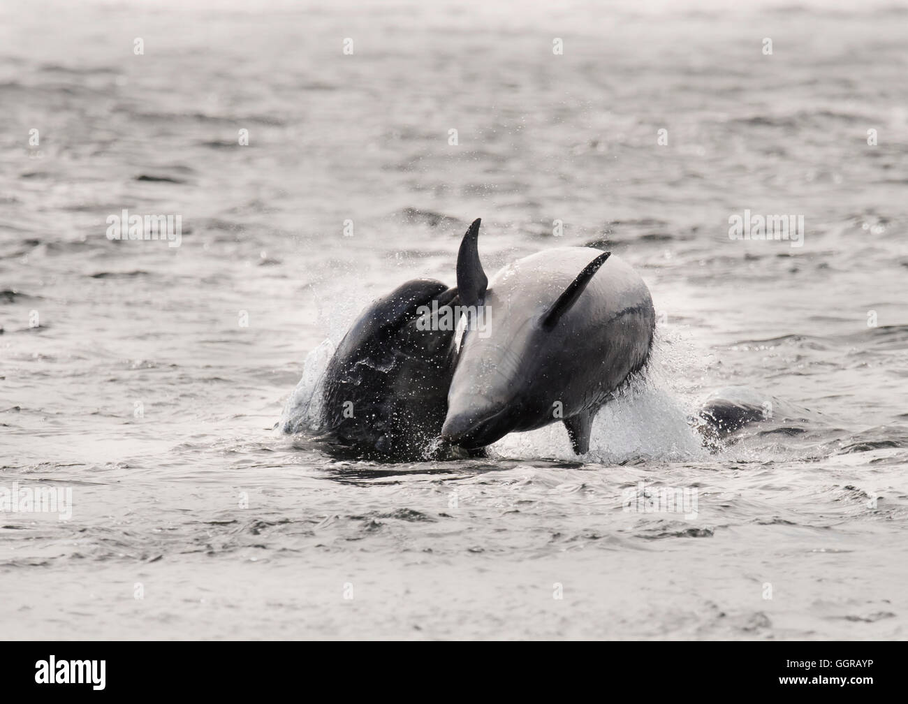 Bottlenose Dolphin (Tursiops truncatus) playing at Chanonry Point ...