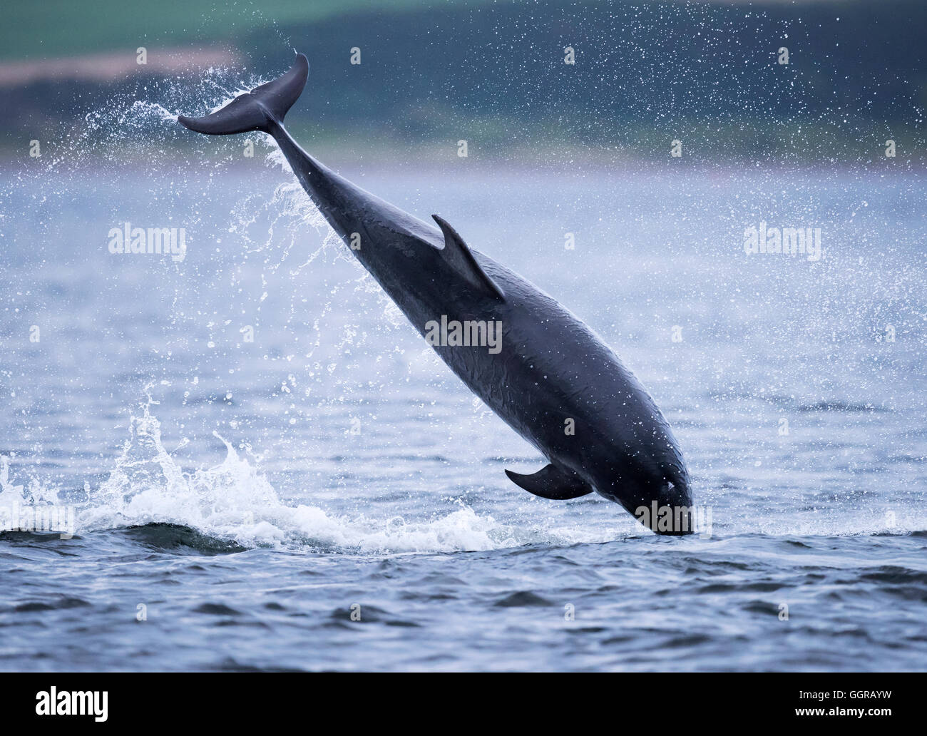 Bottlenose Dolphin (Tursiops truncatus) breaching at Chanonry Point ...