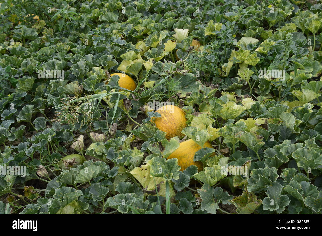 The growing melon in the field. Cultivation of melon cultures Stock ...