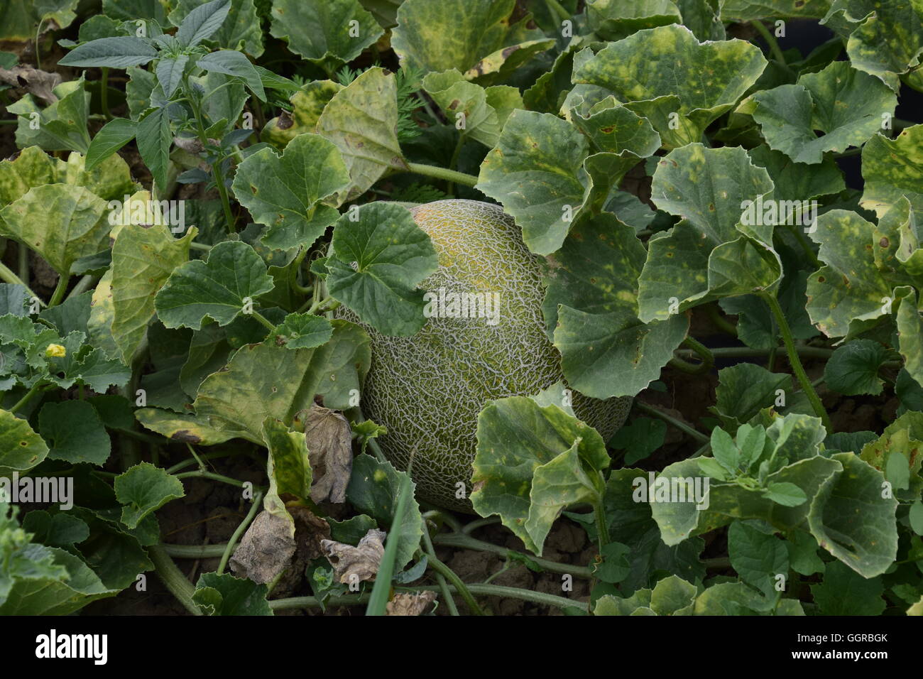 The growing melon in the field. Cultivation of melon cultures Stock ...