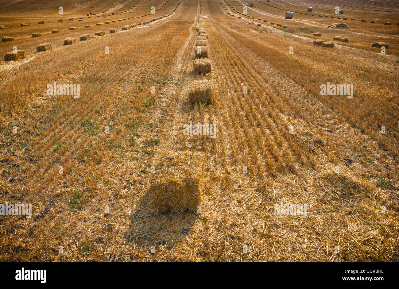 Hay bail harvesting in golden field landscape Stock Photo - Alamy
