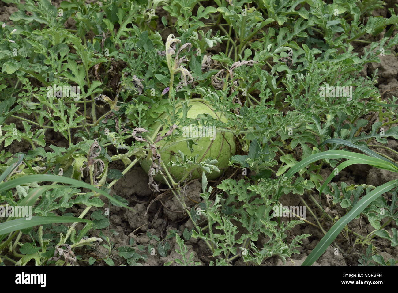 Watermelon with light and thick skin for good transportability. Growing ...