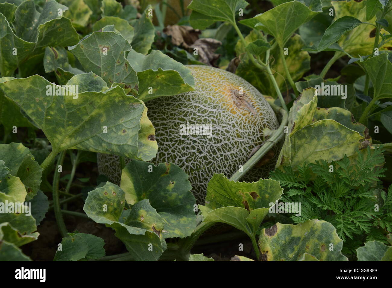 The growing melon in the field. Cultivation of melon cultures Stock ...