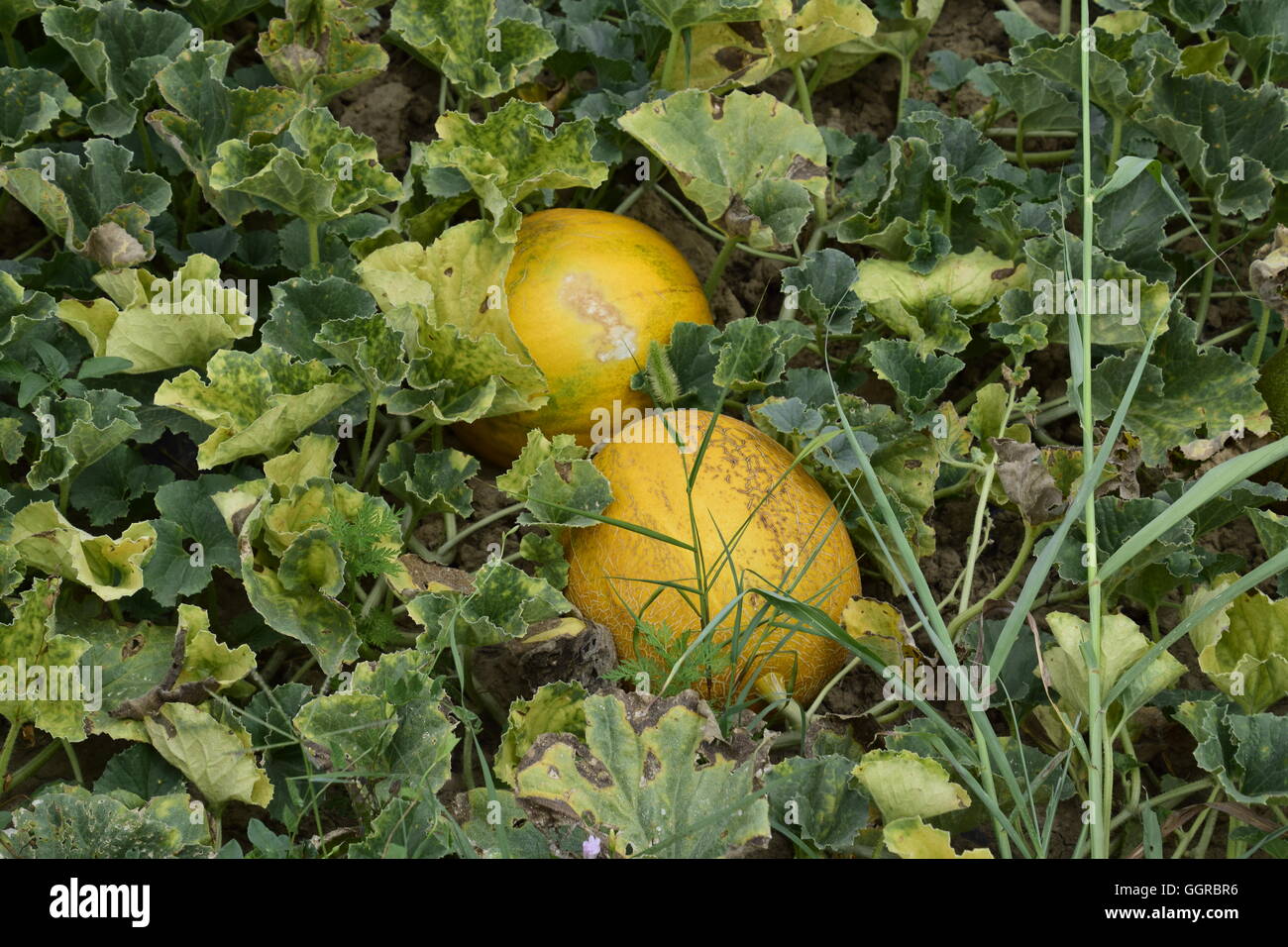 The growing melon in the field. Cultivation of melon cultures Stock ...