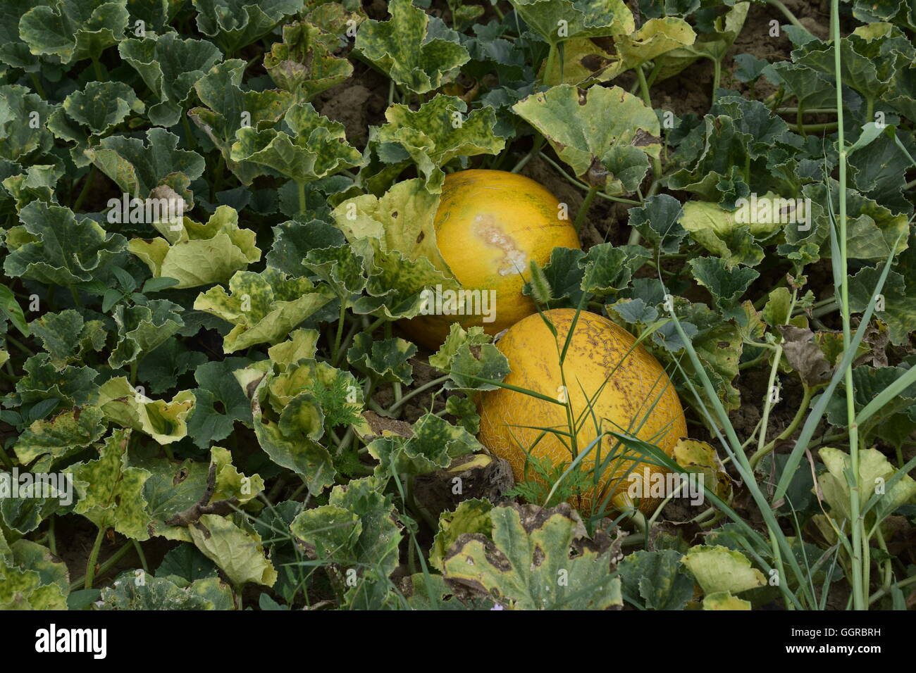 The growing melon in the field. Cultivation of melon cultures Stock ...
