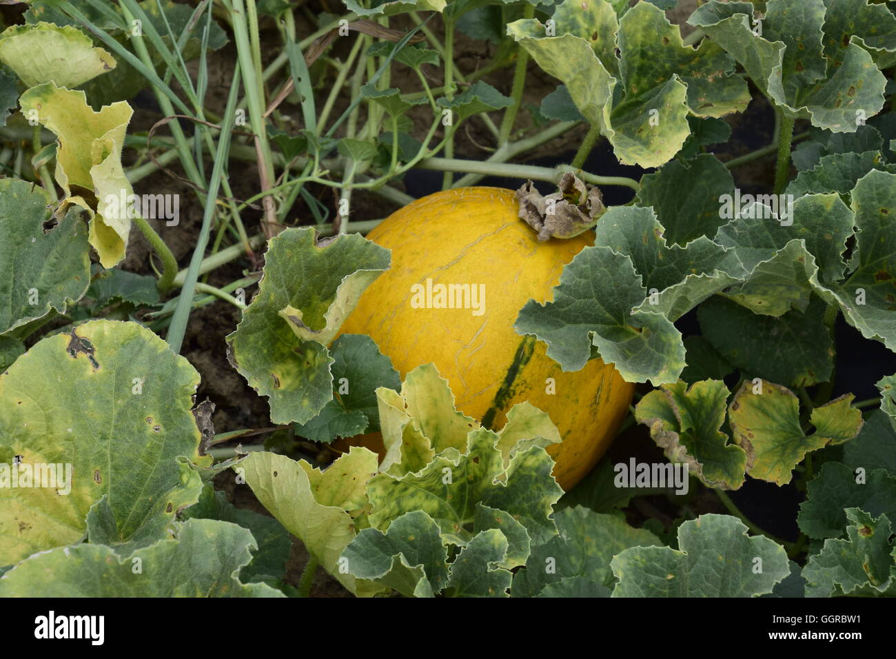 The growing melon in the field. Cultivation of melon cultures Stock ...