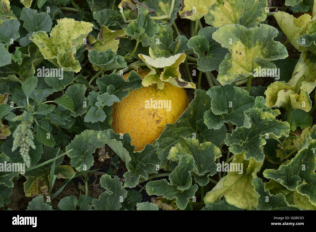 The growing melon in the field. Cultivation of melon cultures Stock ...