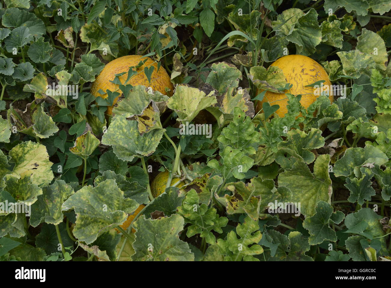 The growing melon in the field. Cultivation of melon cultures Stock ...
