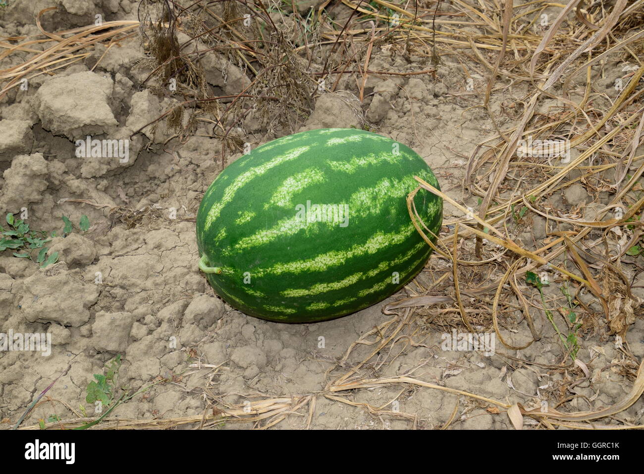 Watermelon, plucked from the garden, lying on the ground. Ripe ...