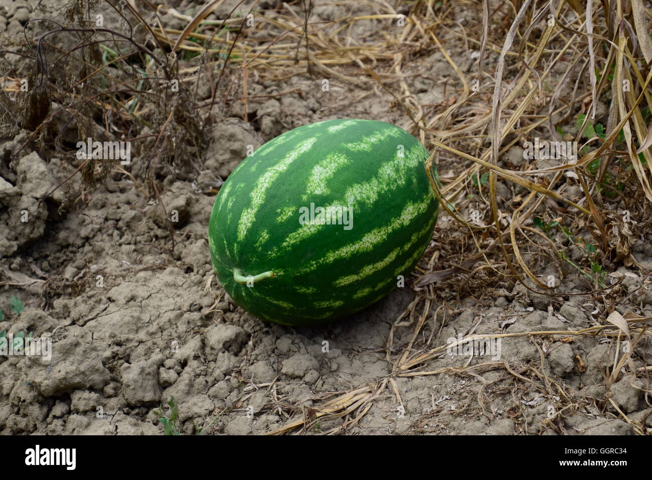 Watermelon, plucked from the garden, lying on the ground. Ripe ...