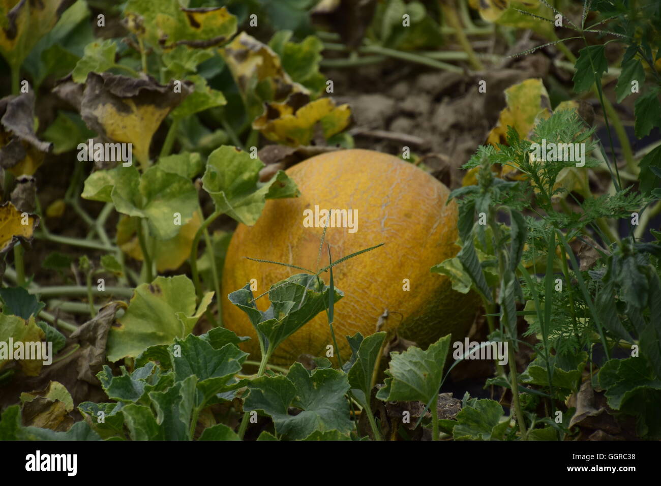 The growing melon in the field. Cultivation of melon cultures Stock ...