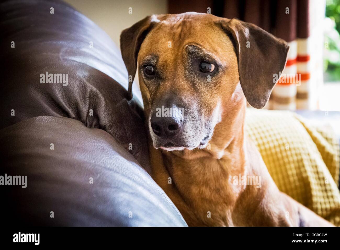 Rhodesian ridgeback dog sitting on the owners chair watching the world ...