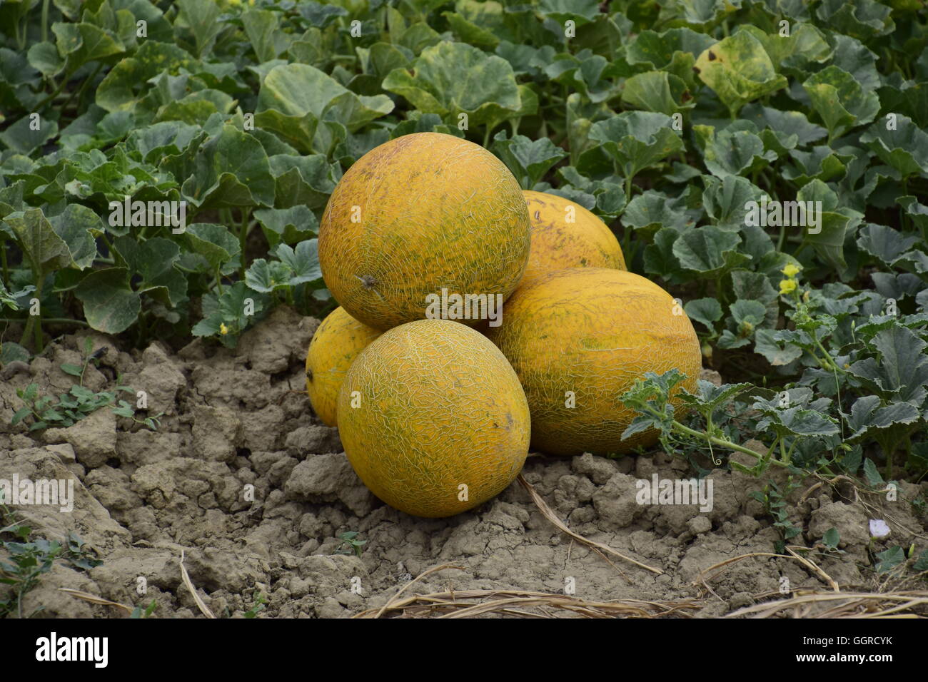 Melons, plucked from the garden, lay together on the ground. Ripe melon ...