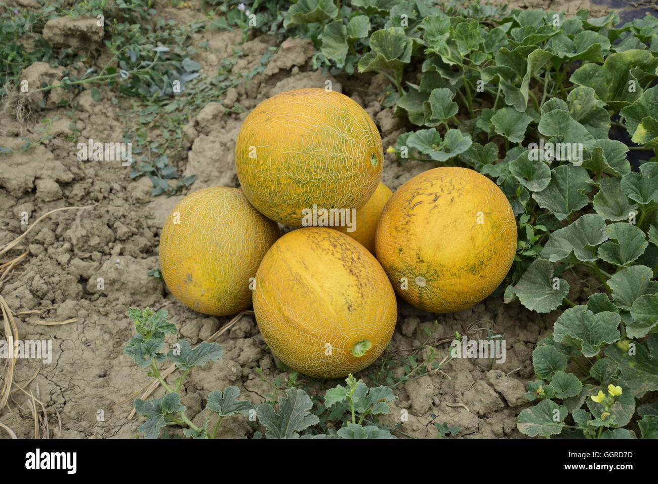 Melons, plucked from the garden, lay together on the ground. Ripe melon ...