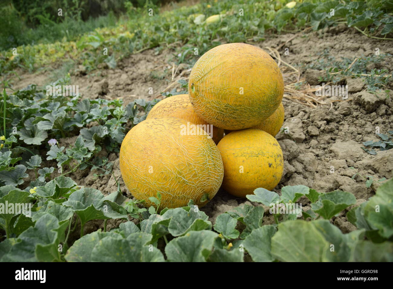Melons, plucked from the garden, lay together on the ground. Ripe melon ...
