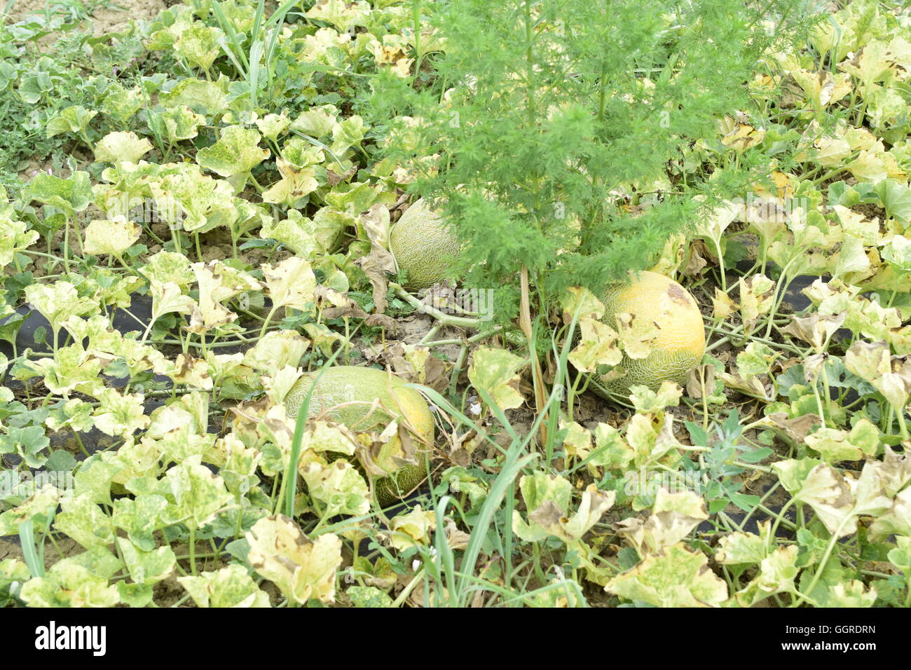 The growing melon in the field. Cultivation of melon cultures Stock ...