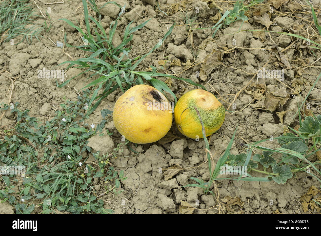 Fighting plant diseases hi-res stock photography and images - Alamy