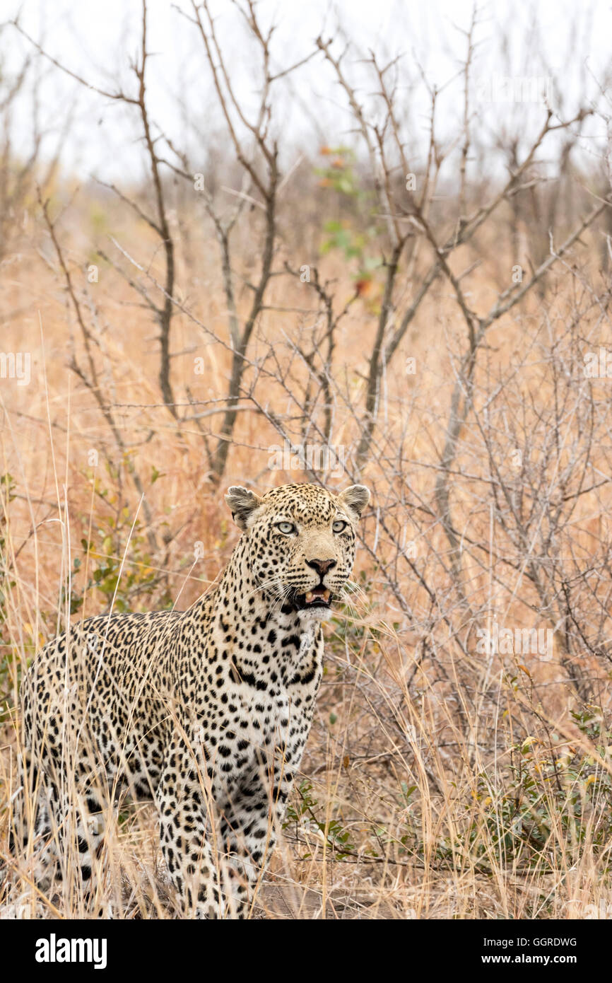 Male African leopard looking intently through long grass , Exeter ...