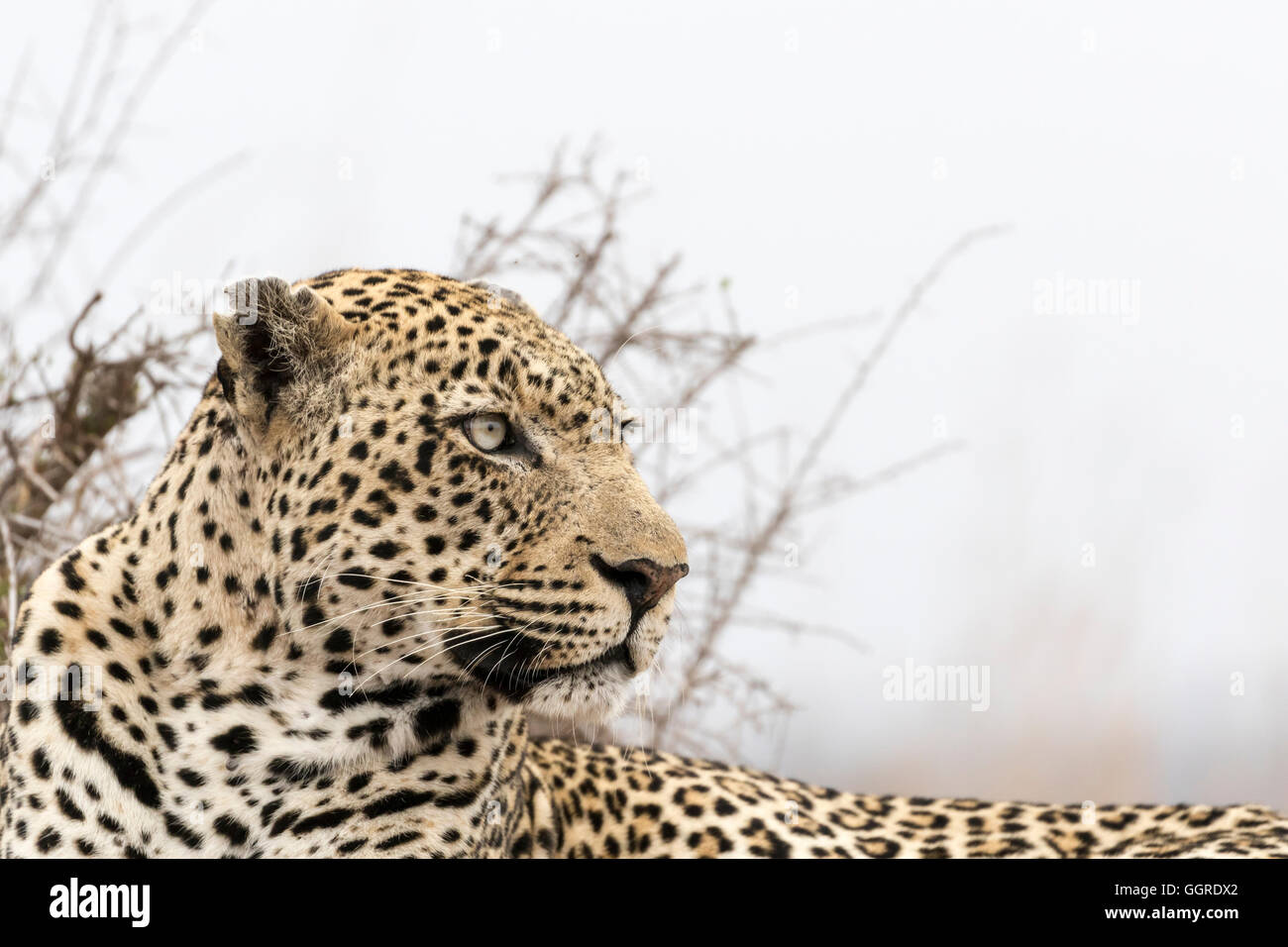 Profile leopard image hi-res stock photography and images - Alamy