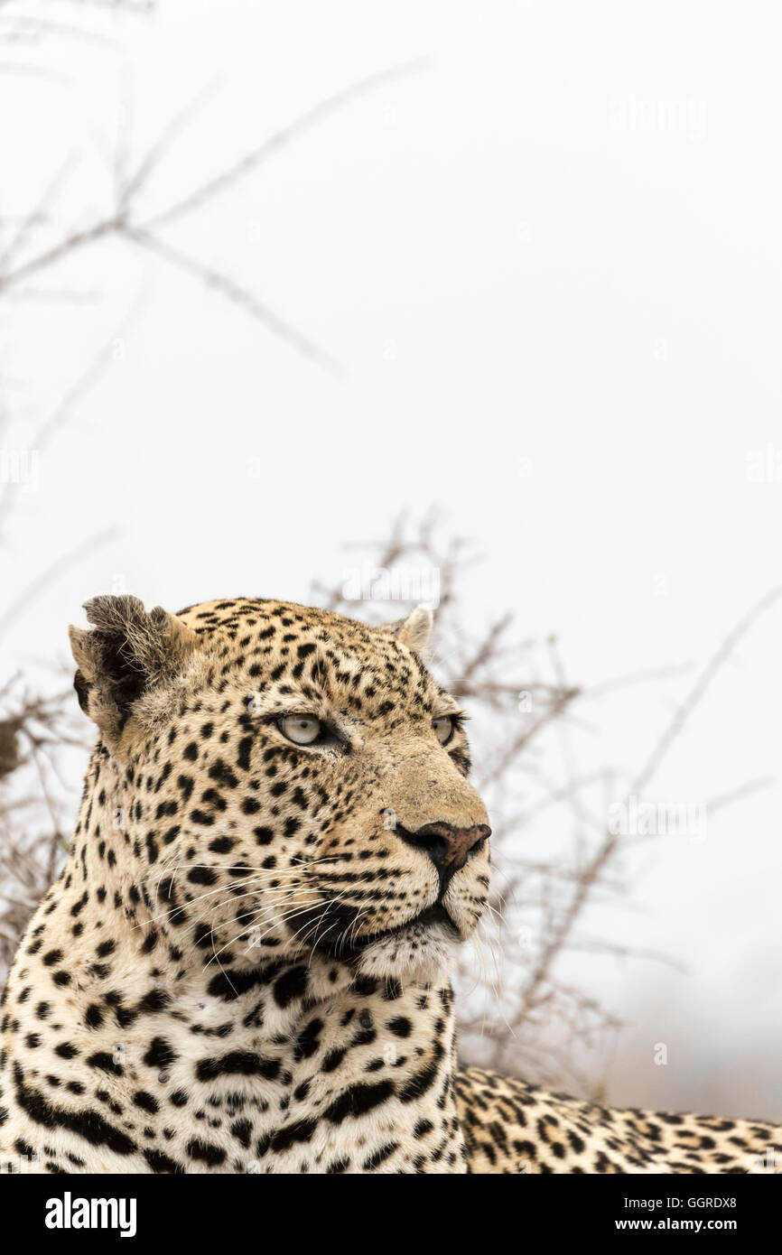 Leopard profile hi-res stock photography and images - Alamy