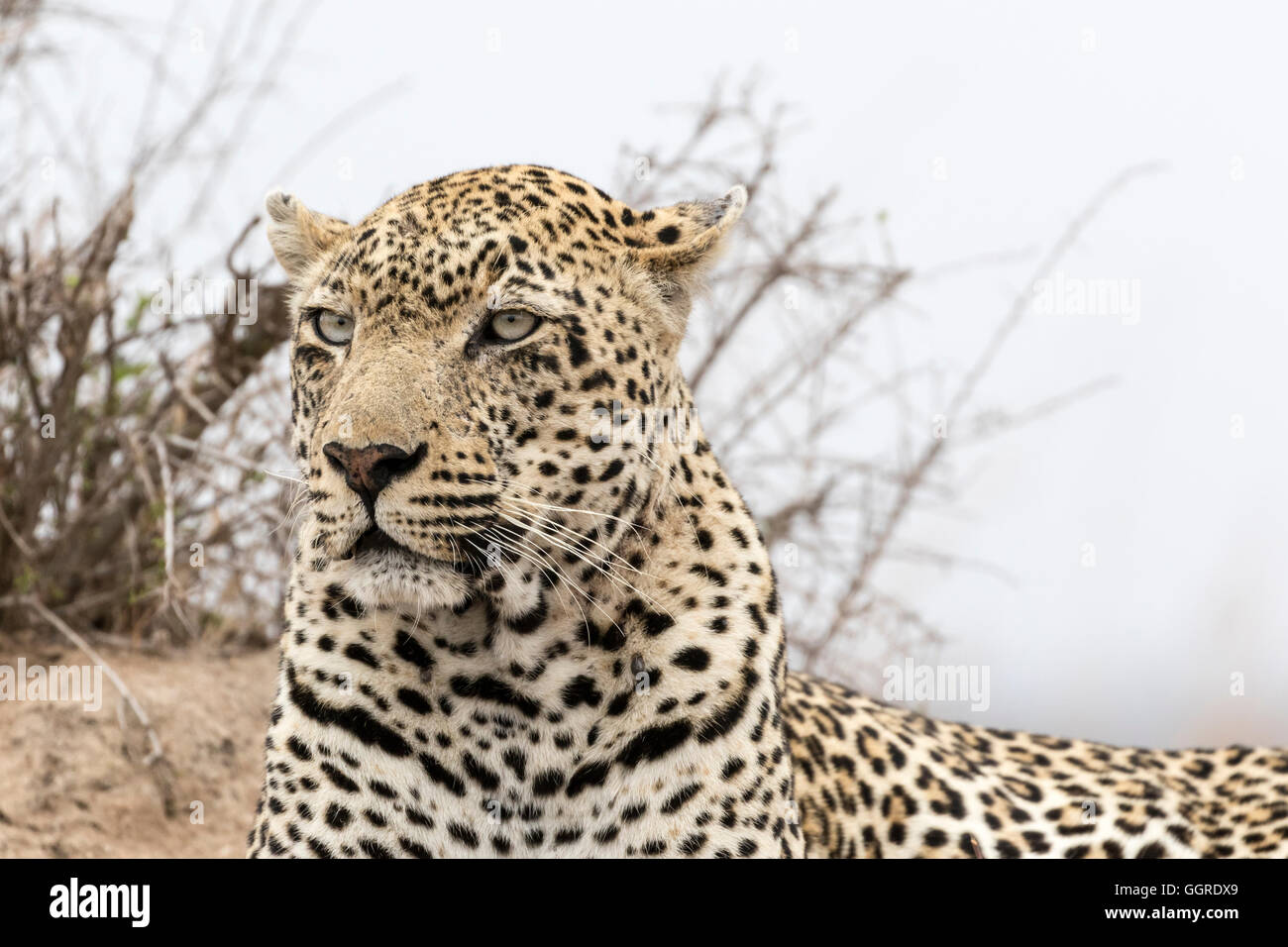 Close-up of adult male leopard at Exeter Private Game Reserve, Sabi ...
