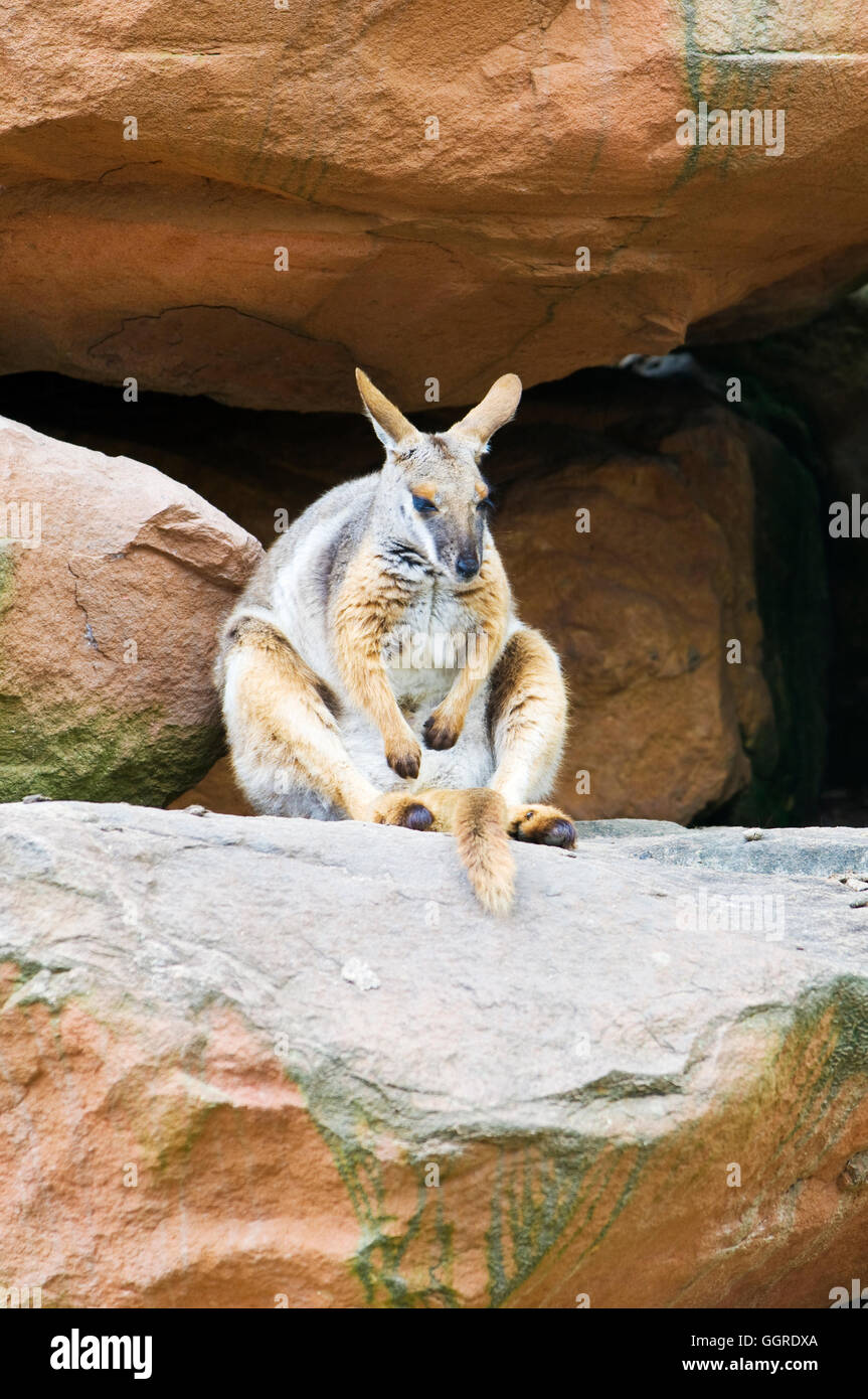 A yellow-footed rock-wallaby (Petrogale xanthopus), formerly known as ...