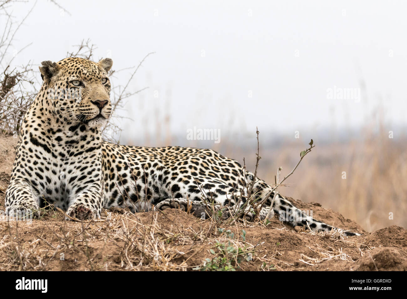 Leopard staring hi-res stock photography and images - Alamy