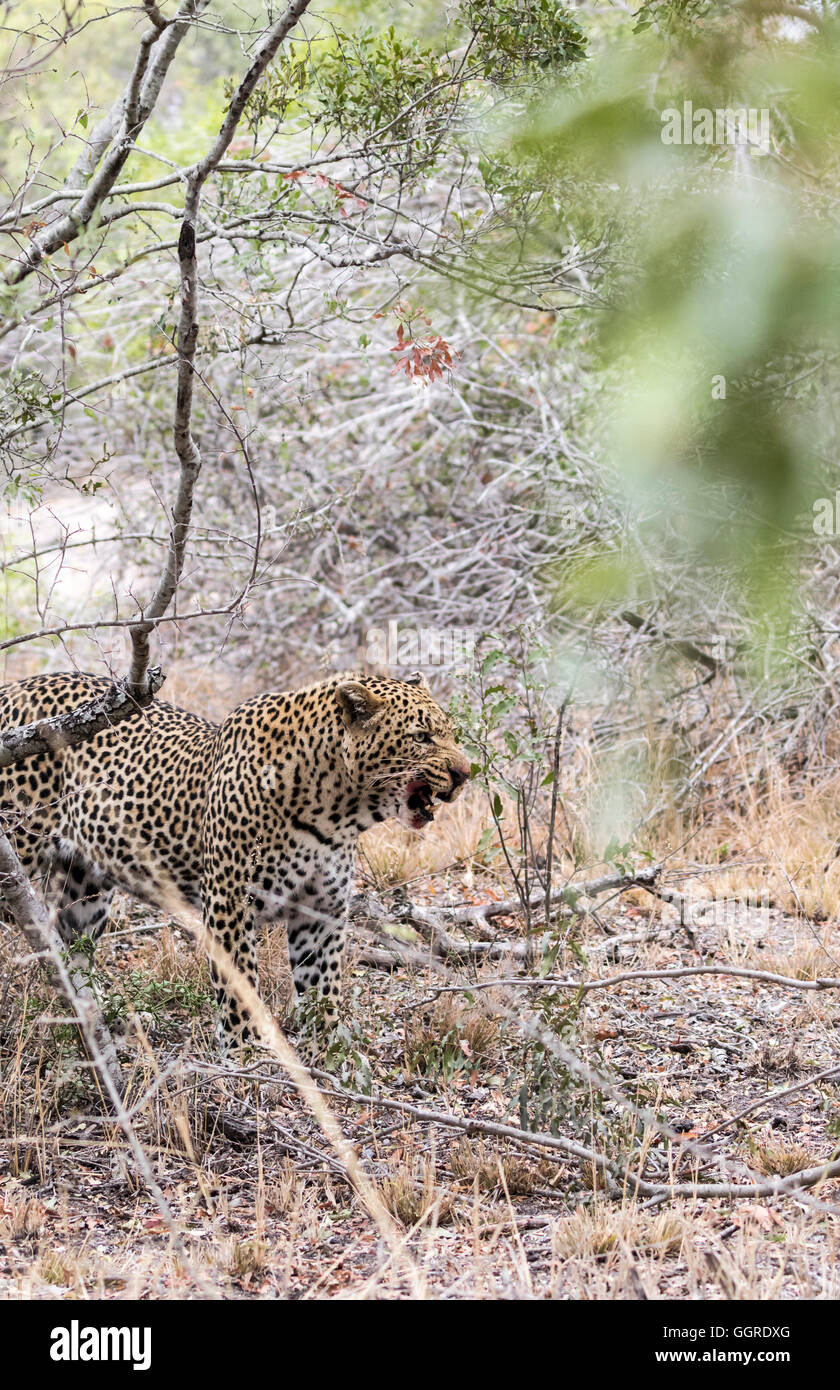 Adult yawning hi-res stock photography and images - Alamy