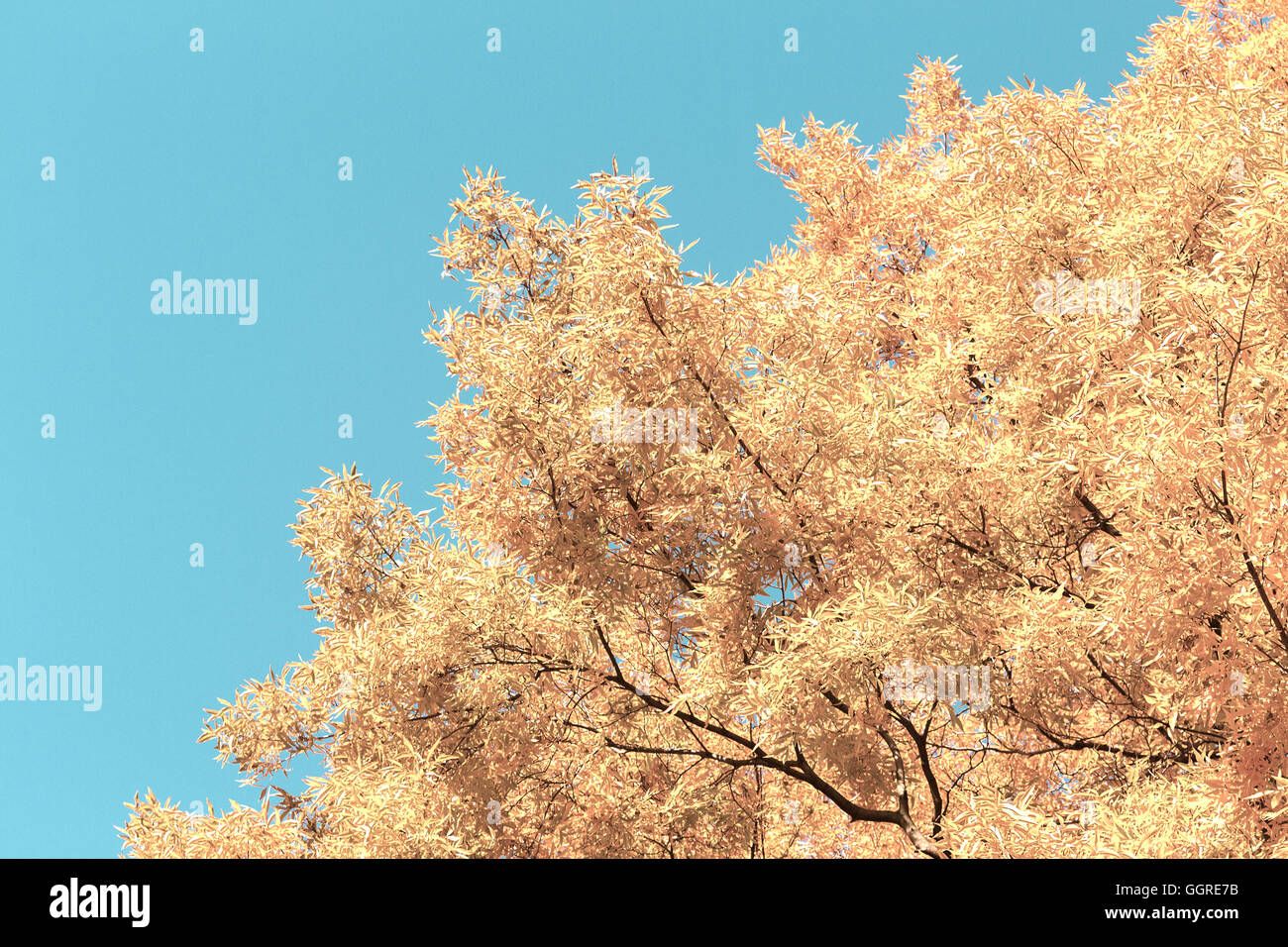 Vibrant fall foliage Stock Photo - Alamy