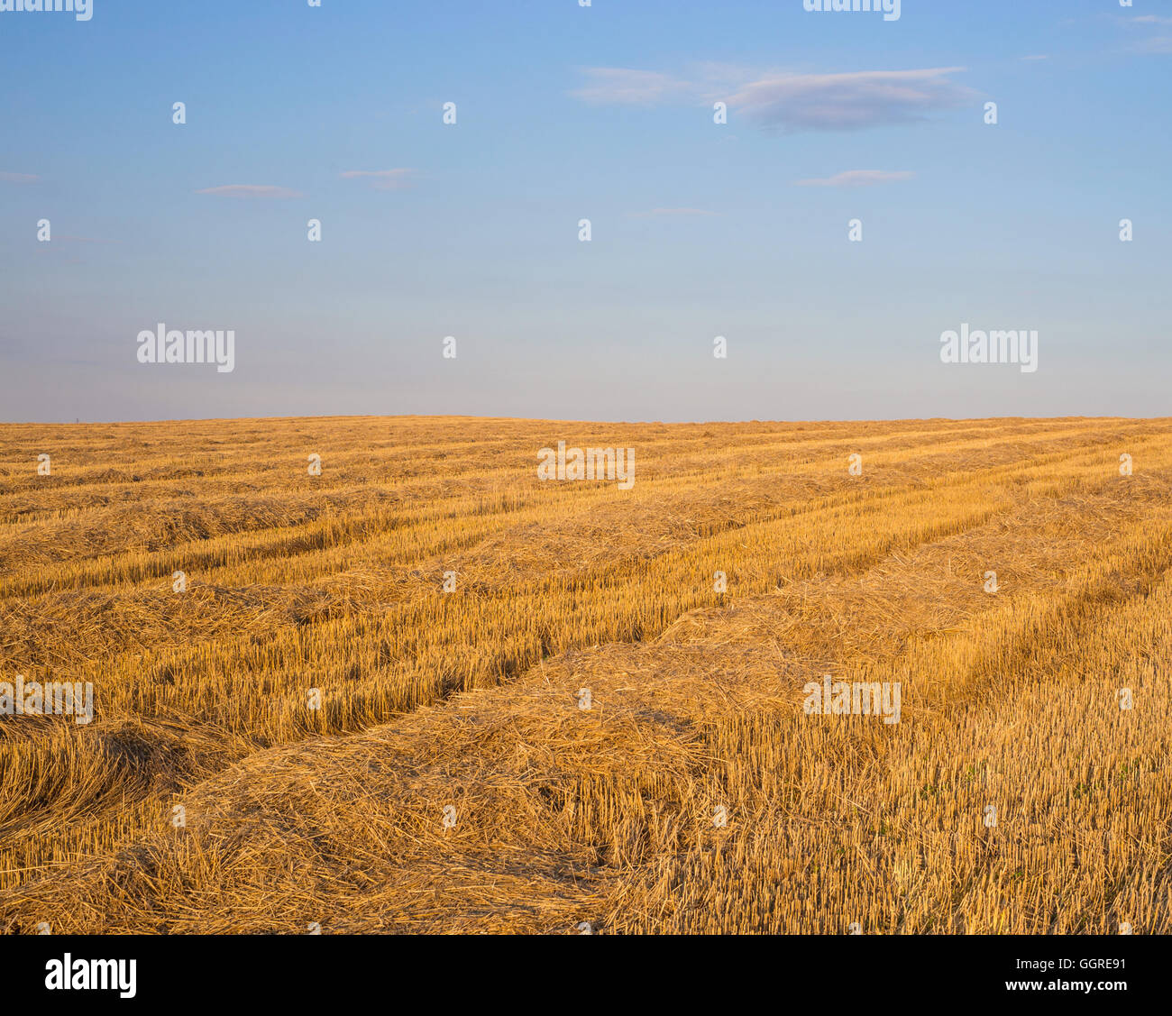 Agriculture land after harvesting hi-res stock photography and images ...