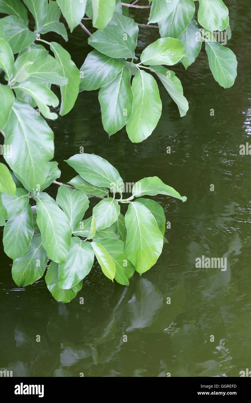 Green leaves hanging down near the pond in the backyard Stock Photo - Alamy