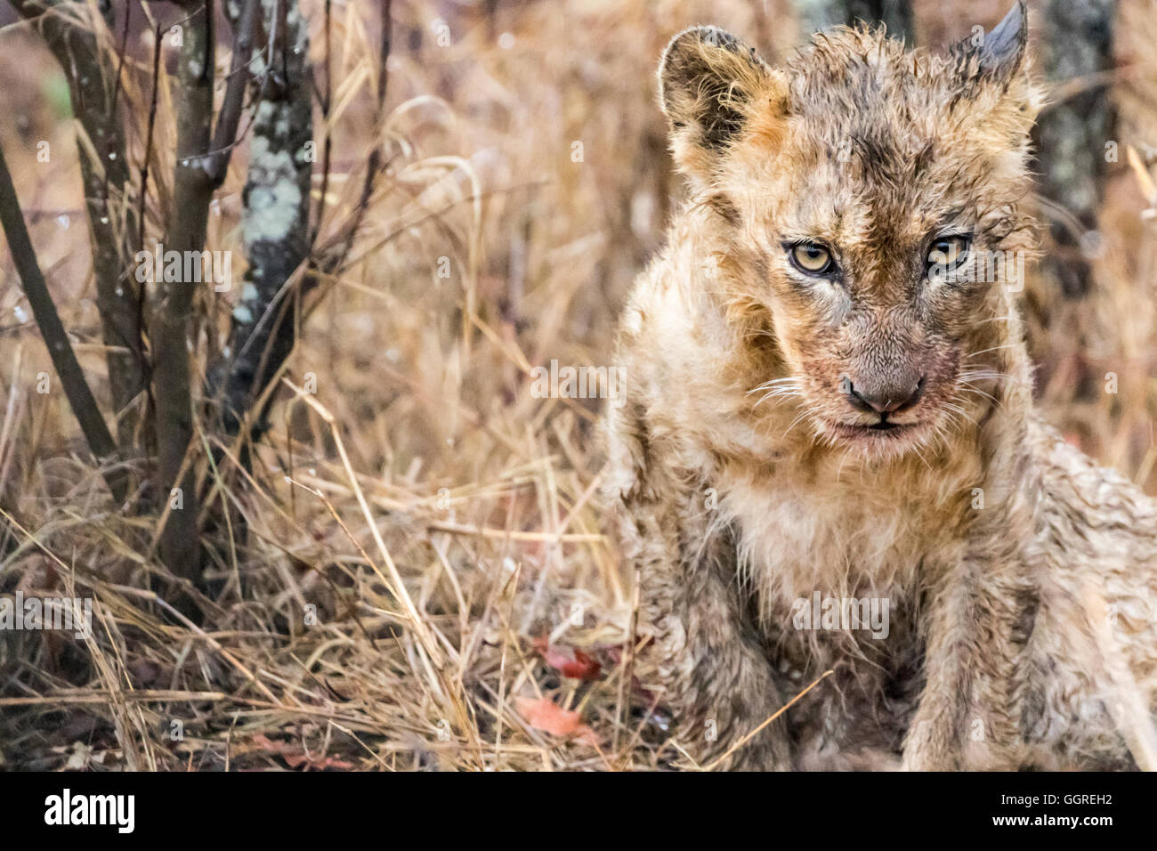 Young lion cub in the rain at Exeter Private Game Reserve, Sabi Sands ...
